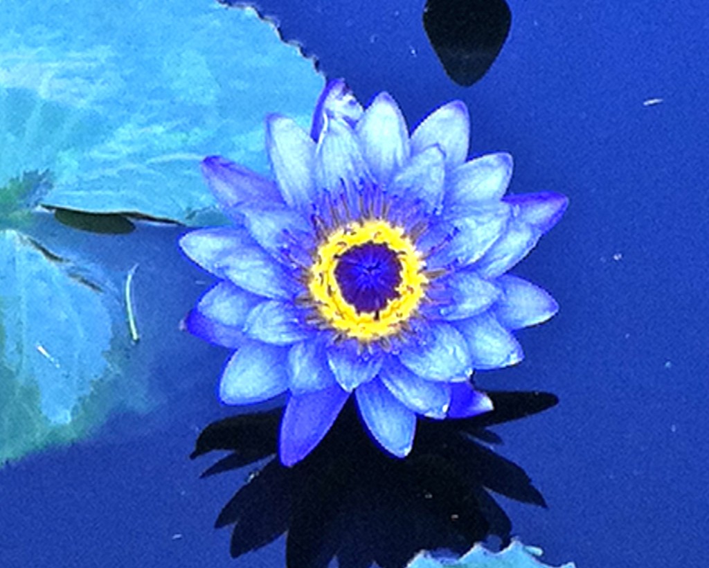 Rick Fields – The Existential Buddhist