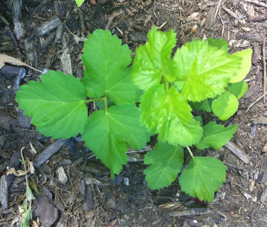 awareness – The Existential Buddhist