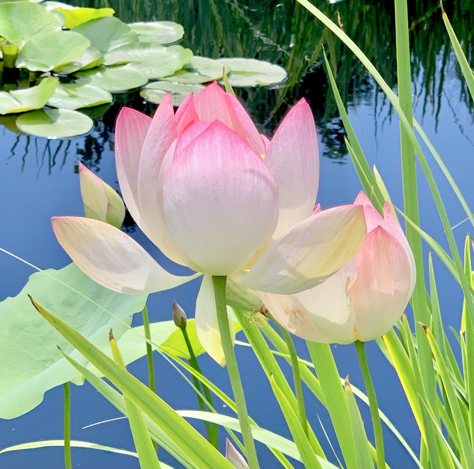 The Existential Buddhist – dharma without dogma